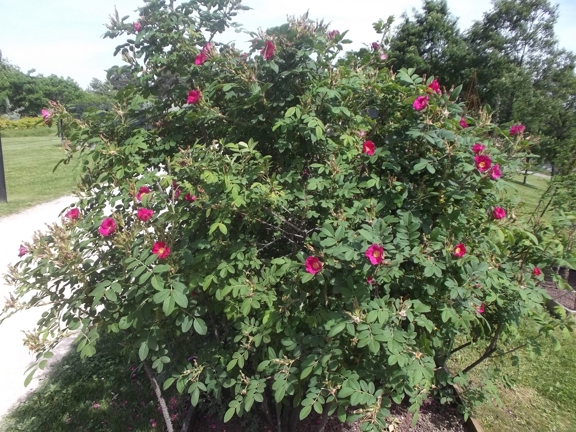 Rosa rugosa rubra Rehd. | Caluire et Cuire